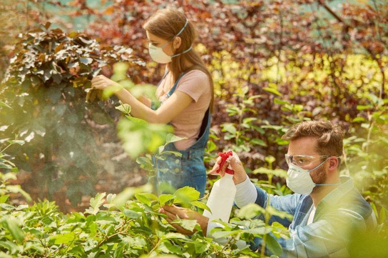 Fumigaciones de jardín: un correcto control de plagas para el bienestar ...